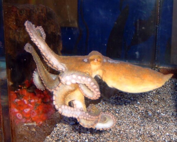 California Two-Spot Octopus