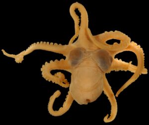 Atlantic Pygmy Octopus