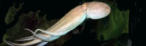 Atlantic Pygmy Octopus